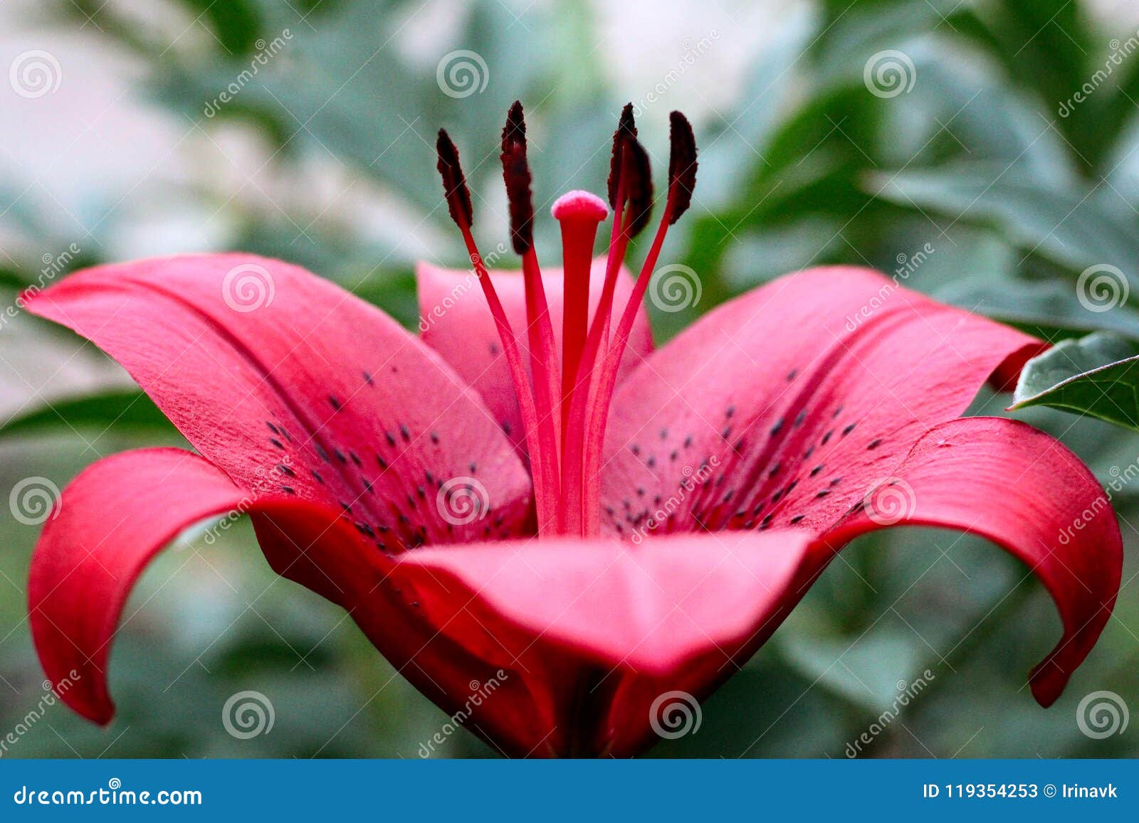 Red lily. photo stock image. Image of lotus, color, natural - 119354253