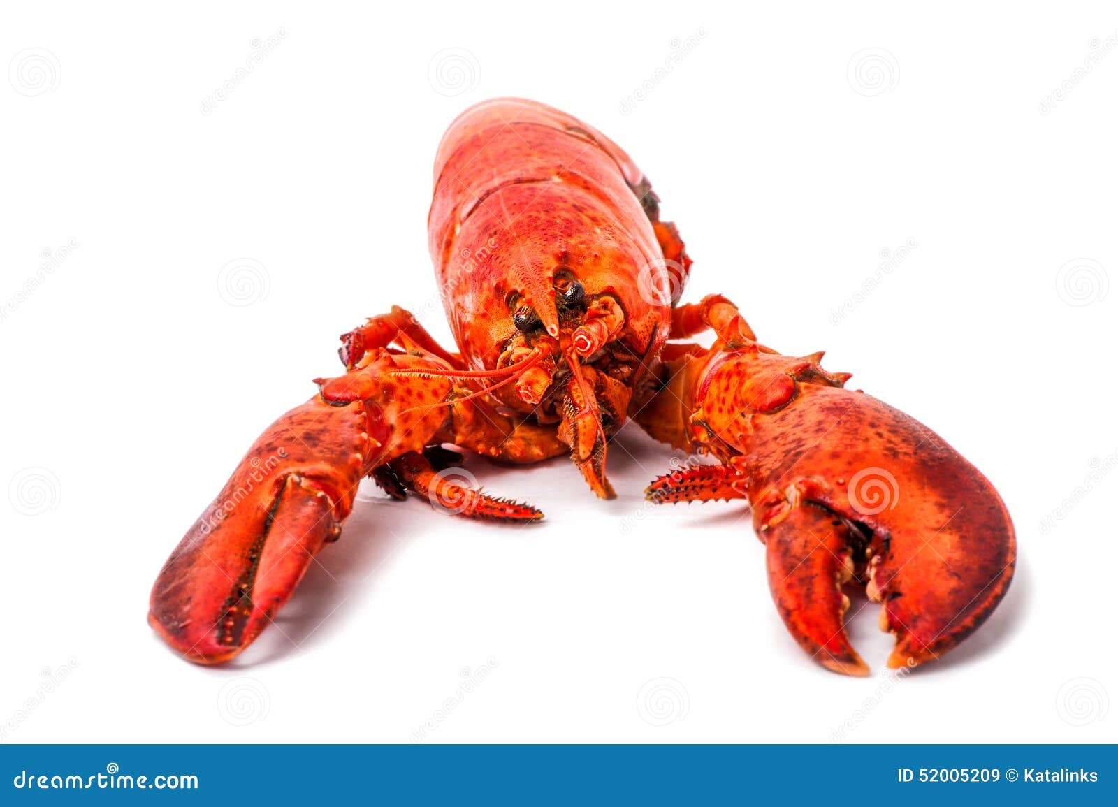 Big Red Lobster Isolated on a White Background Stock Image - Image of ...