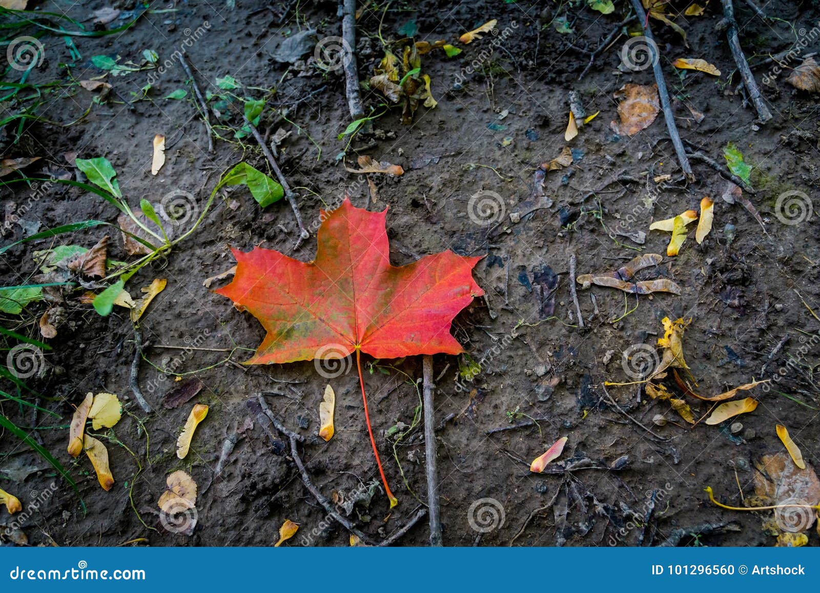 Big Red Maple Leaf stock photo. Image of maple, abstract - 101296560