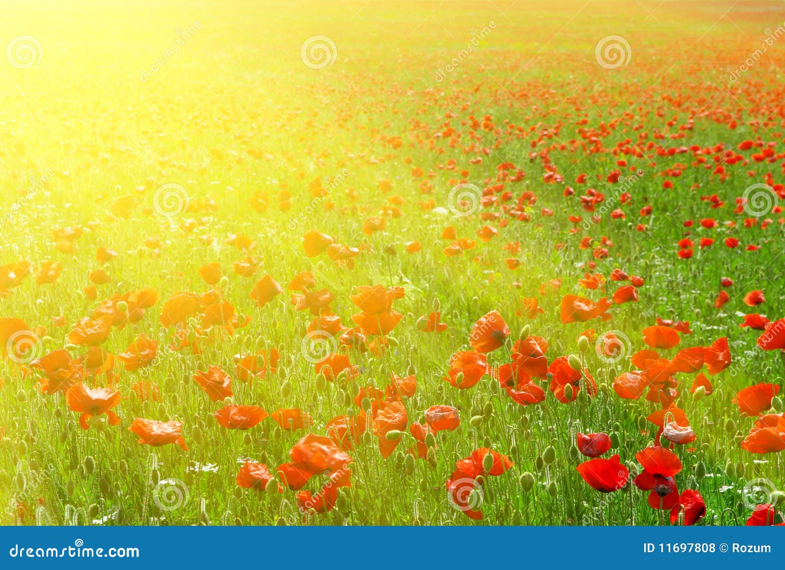 Big red meadow stock photo. Image of fresh, close, flower - 11697808