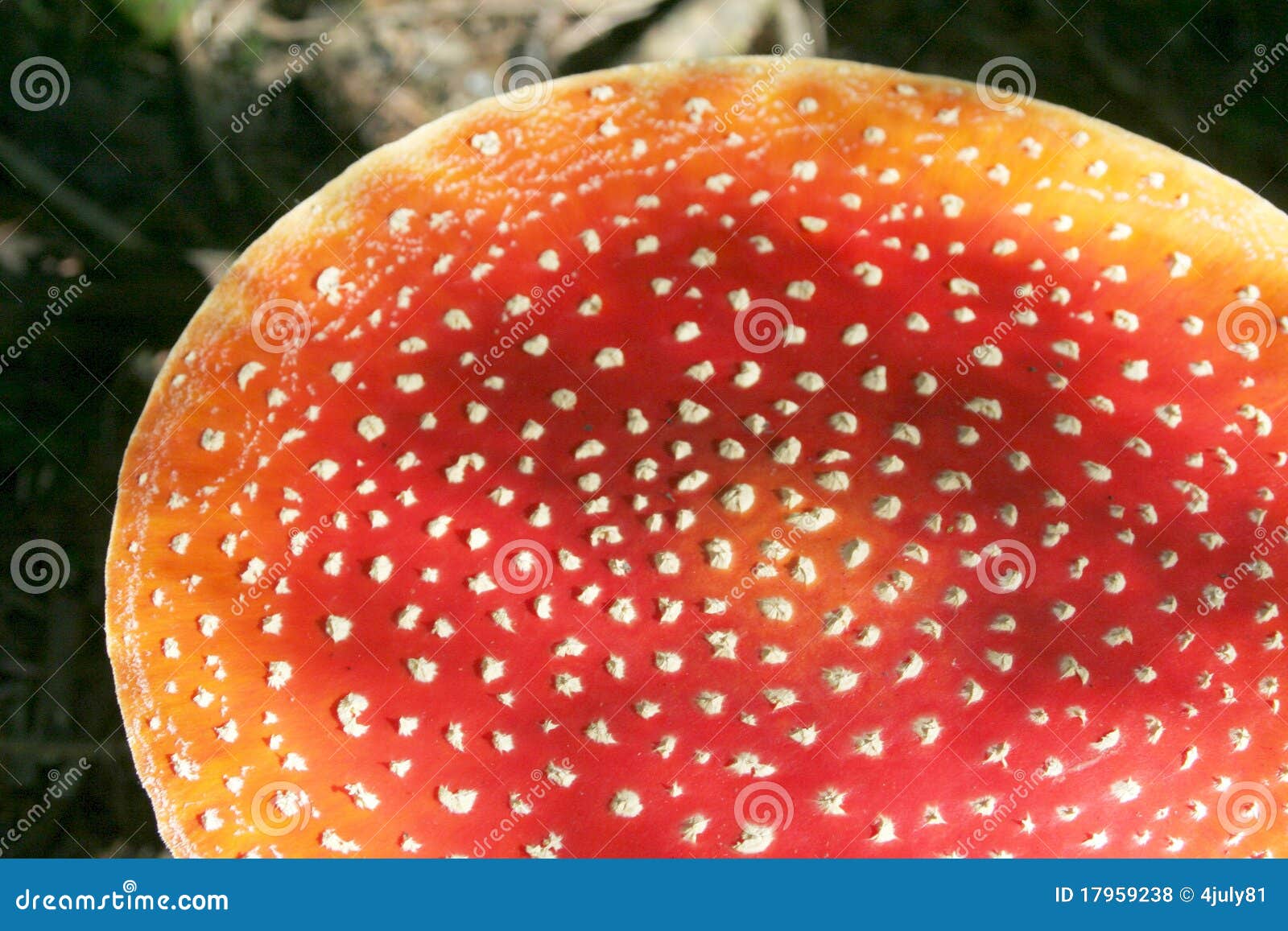 Big red mushroom stock photo. Image of mushroom, spots - 17959238