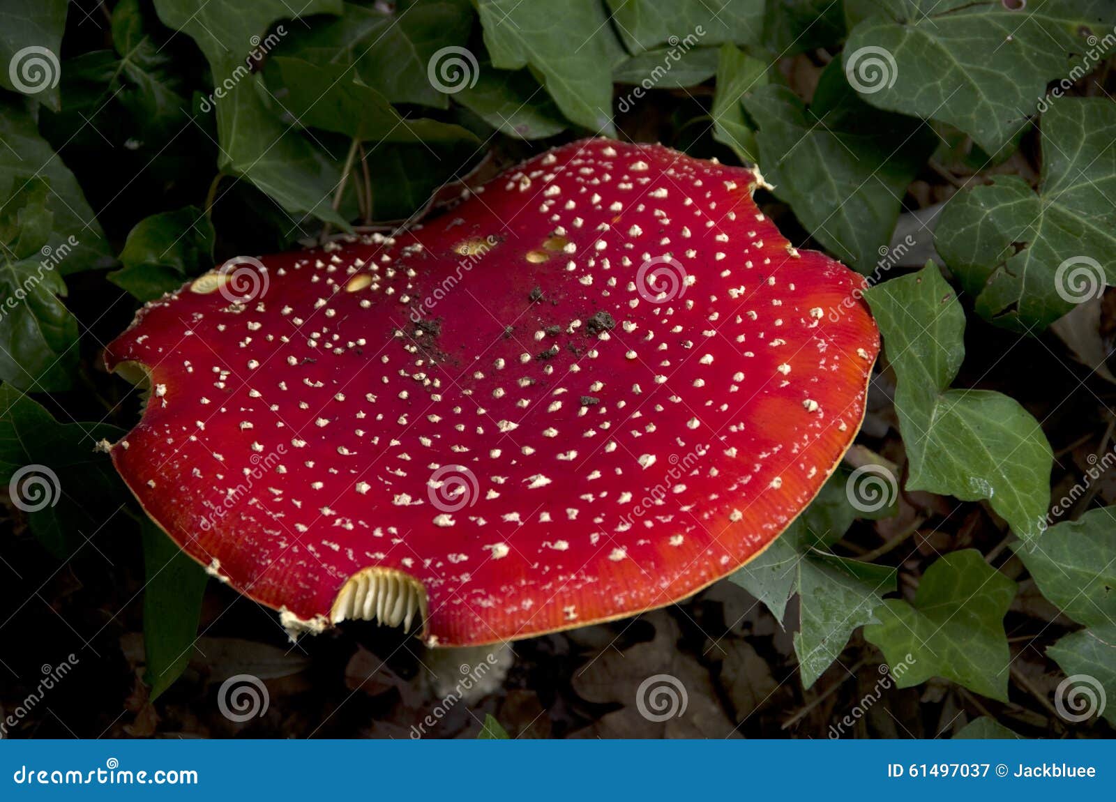 Big red mushroom stock image. Image of color, natural - 61497037