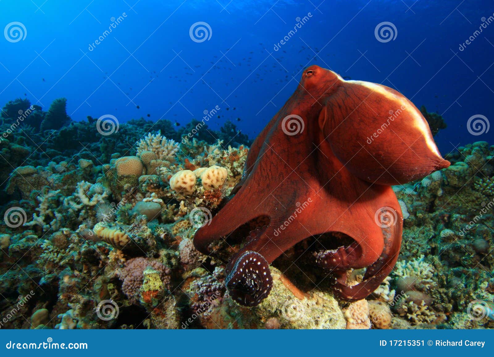 Big Red Octopus stock image. Image of environment, octopus - 17215351