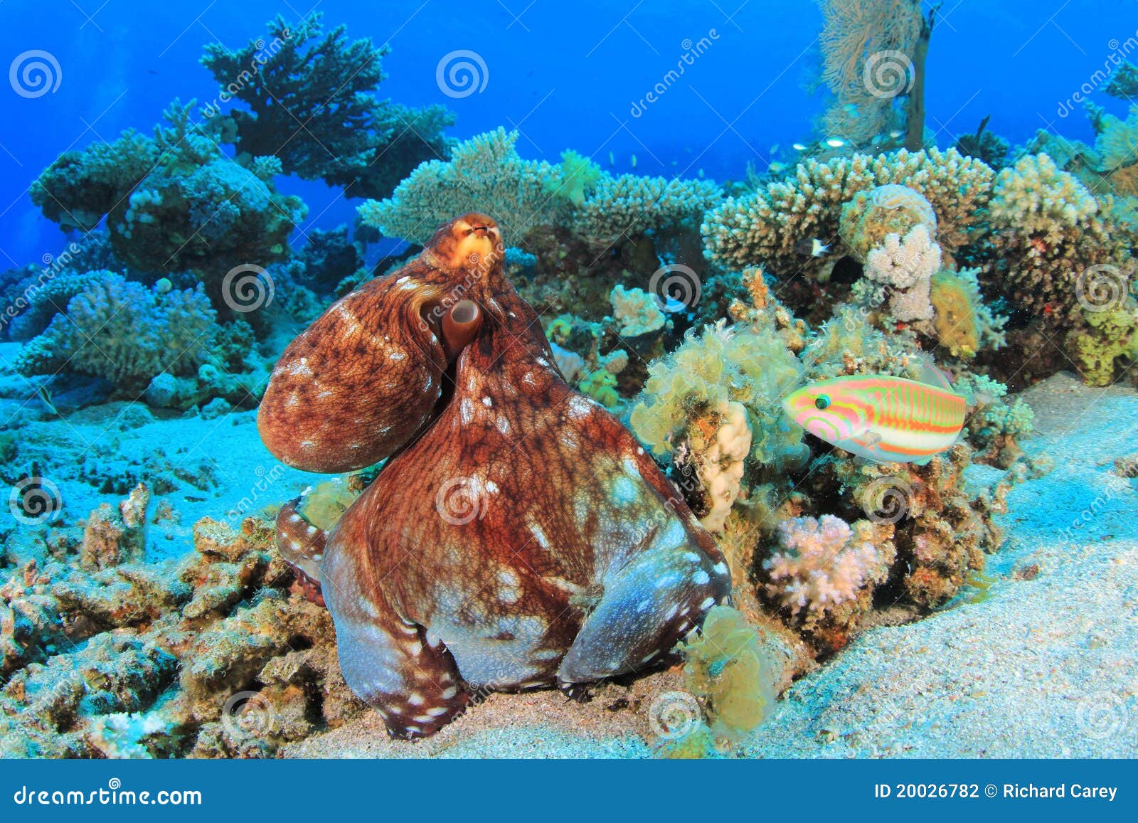 Big Red Octopus stock photo. Image of color, hunting - 20026782