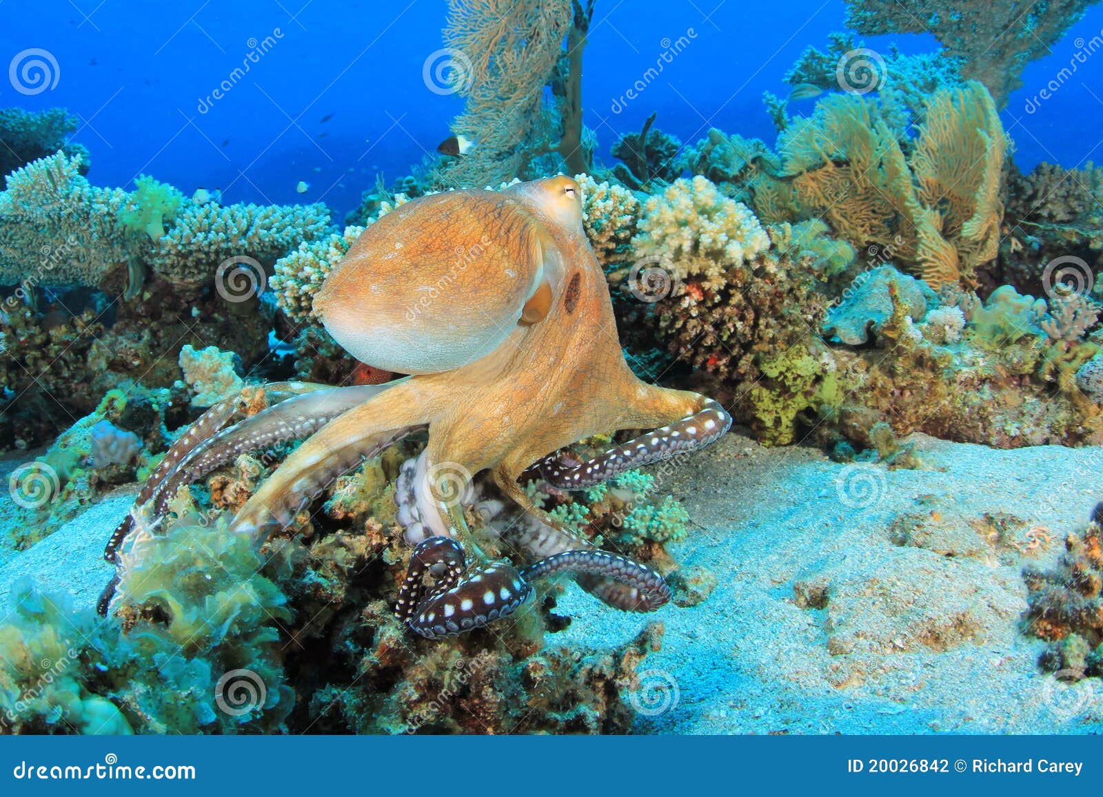 Big Red Octopus stock photo. Image of beauty, ecosystem - 20026842