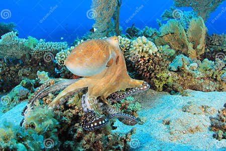 Big Red Octopus stock photo. Image of beauty, ecosystem - 20026842