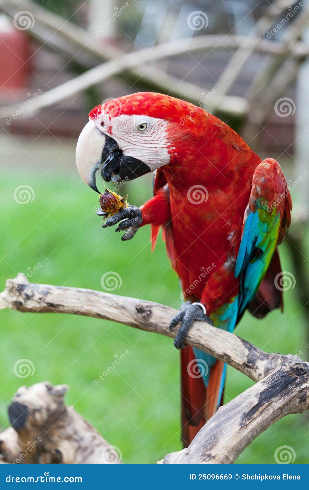 Big red parrot stock image. Image of portrait, bright - 25096669