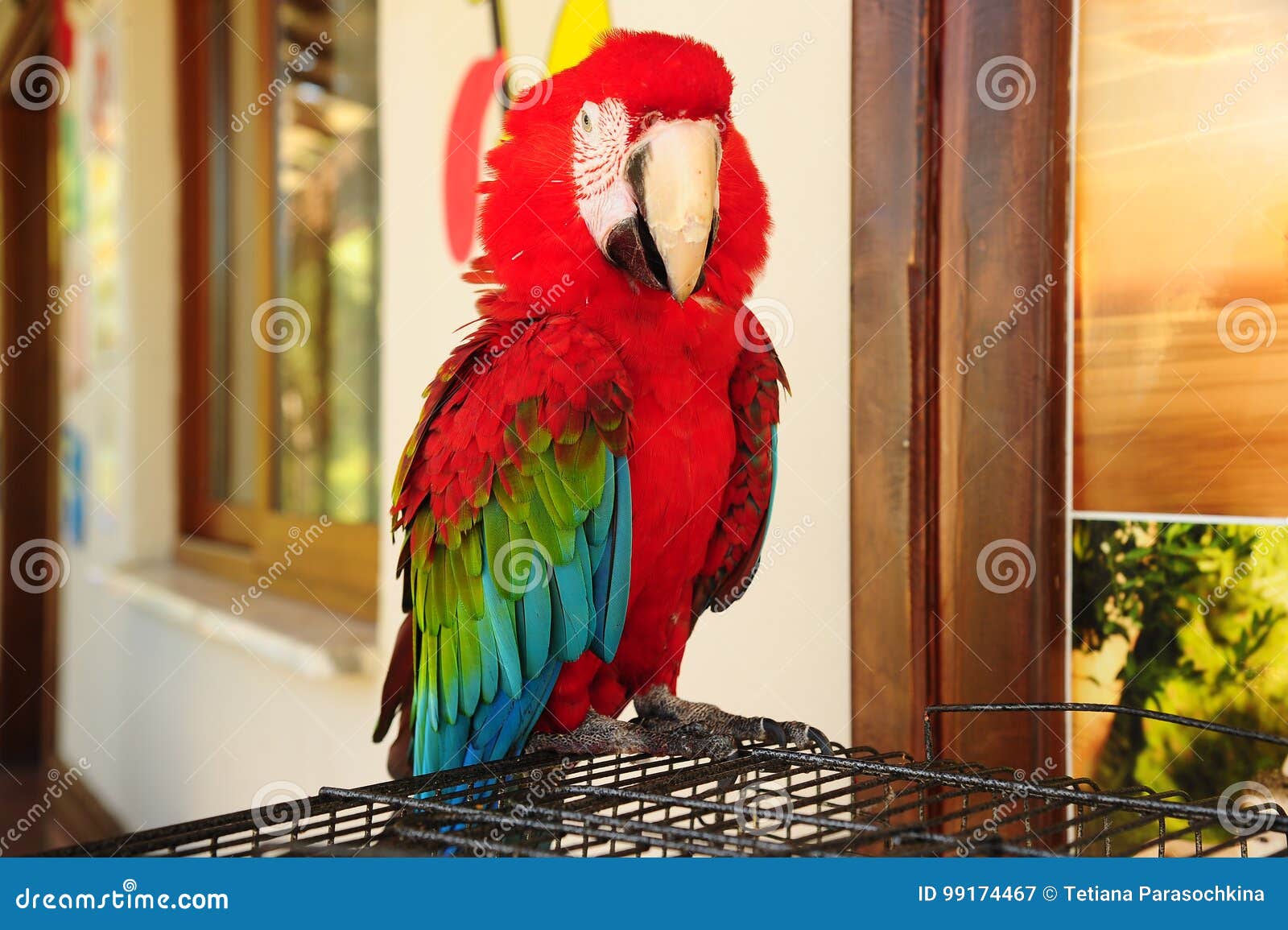 Parrot stock image. Image of parrot, nature, animals - 99174467