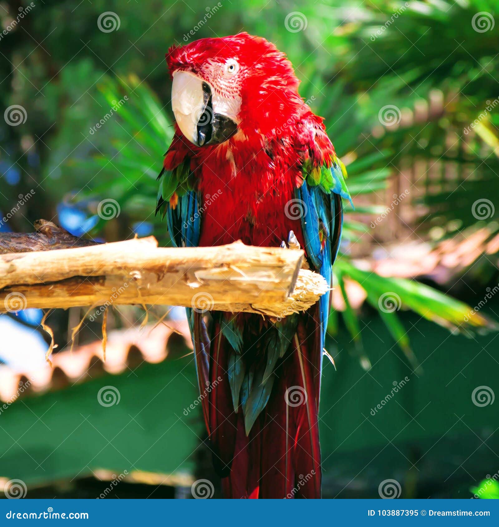 Big Red Parrot Ara Sits on a Branch Stock Image - Image of green ...