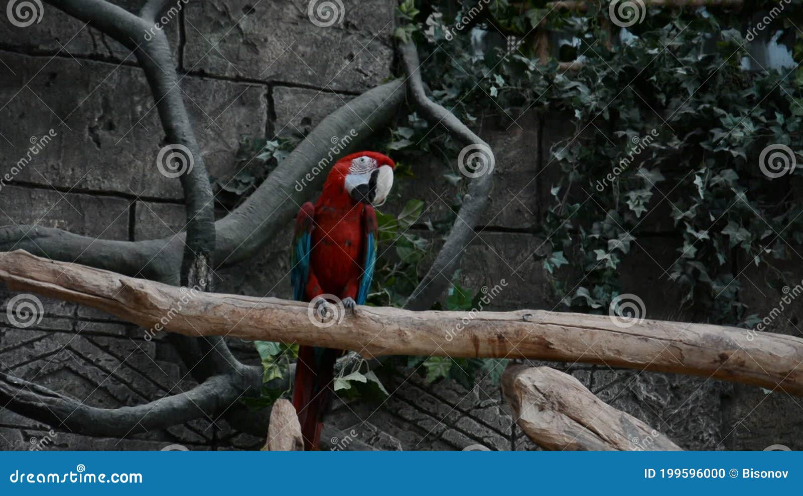 Big red parrot stock footage. Video of macaw, grace - 199596000