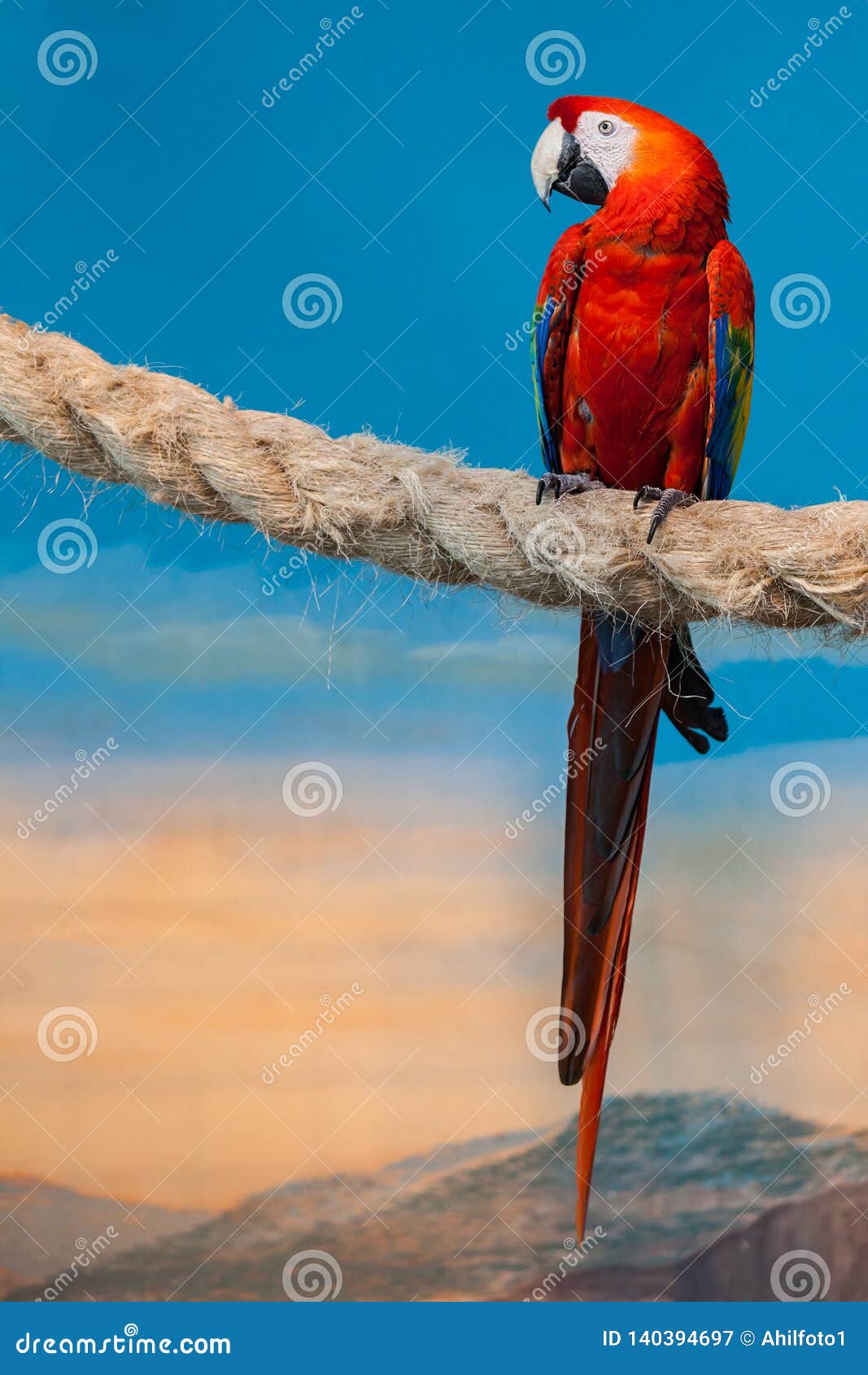 Big Red Parrot Sitting on the Rope. Stock Image - Image of bird, nature ...