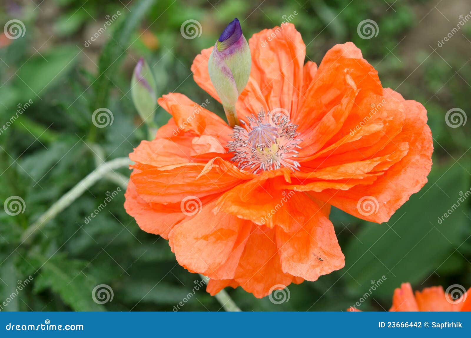 Big red poppy stock photo. Image of grain, close, plant - 23666442