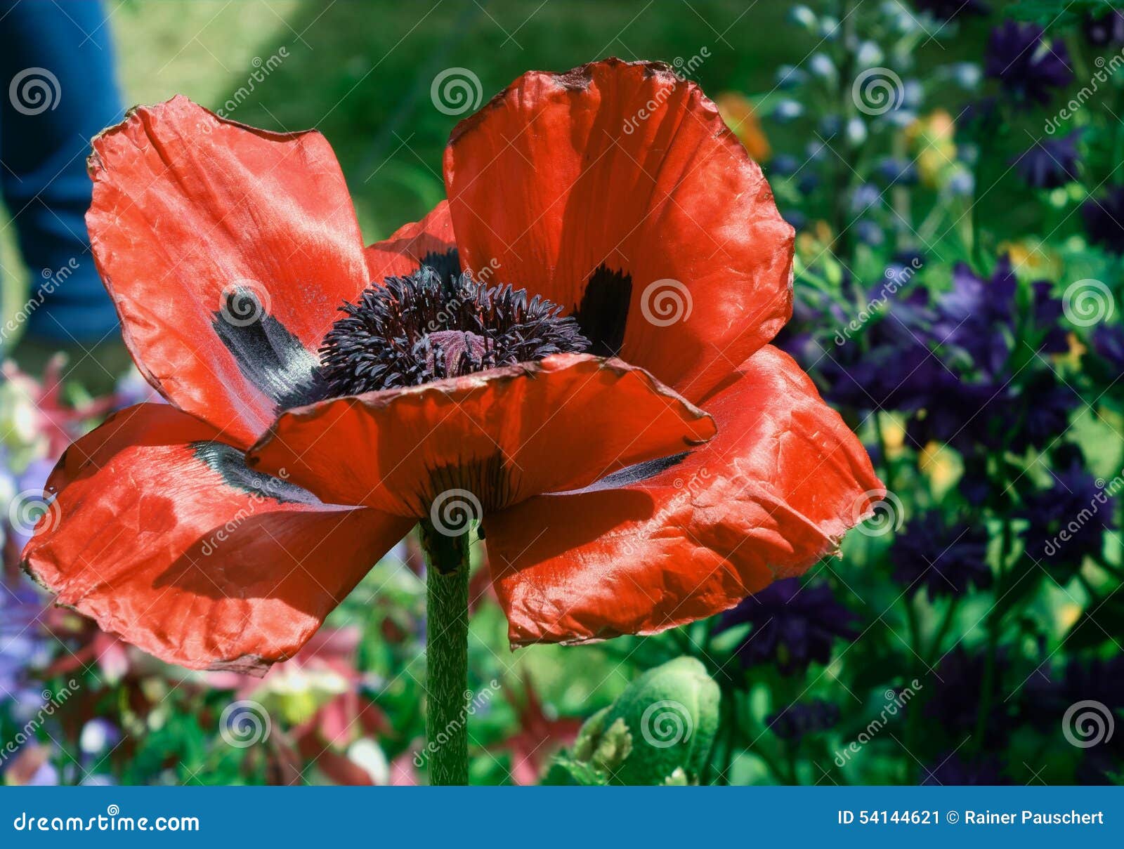 Big red poppy stock image. Image of remembrance, fresh - 54144621