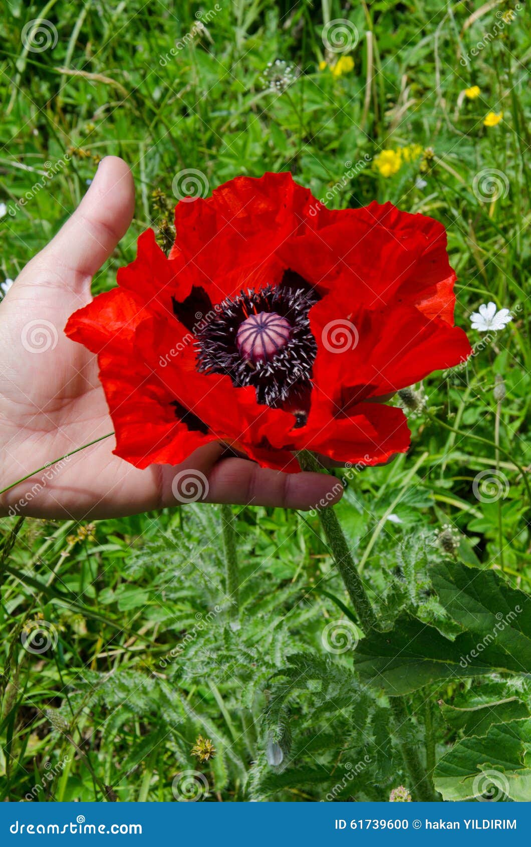 Big red poppy stock photo. Image of outside, outdoor - 61739600