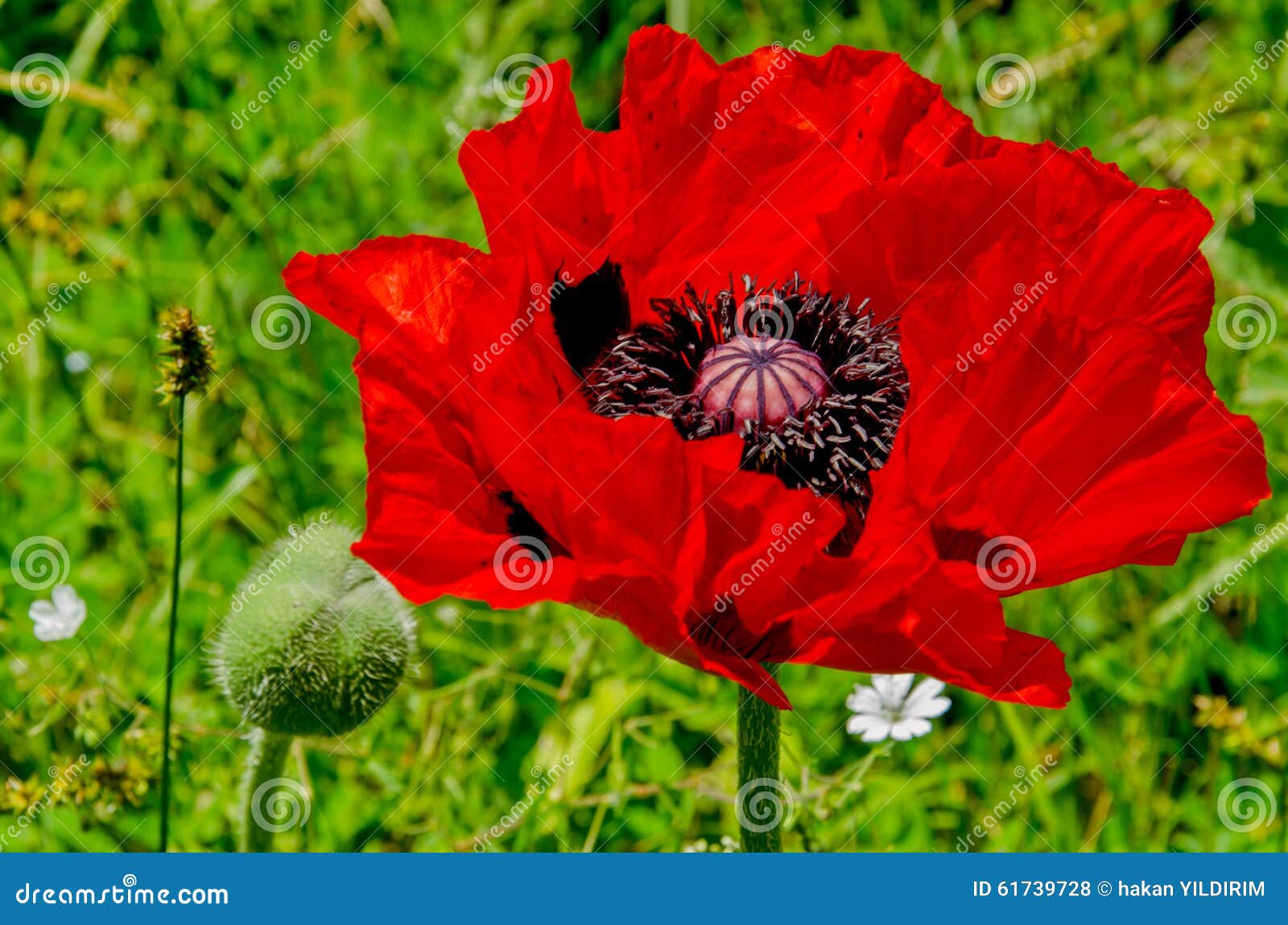 Big red poppy stock photo. Image of macro, open, nature - 61739728