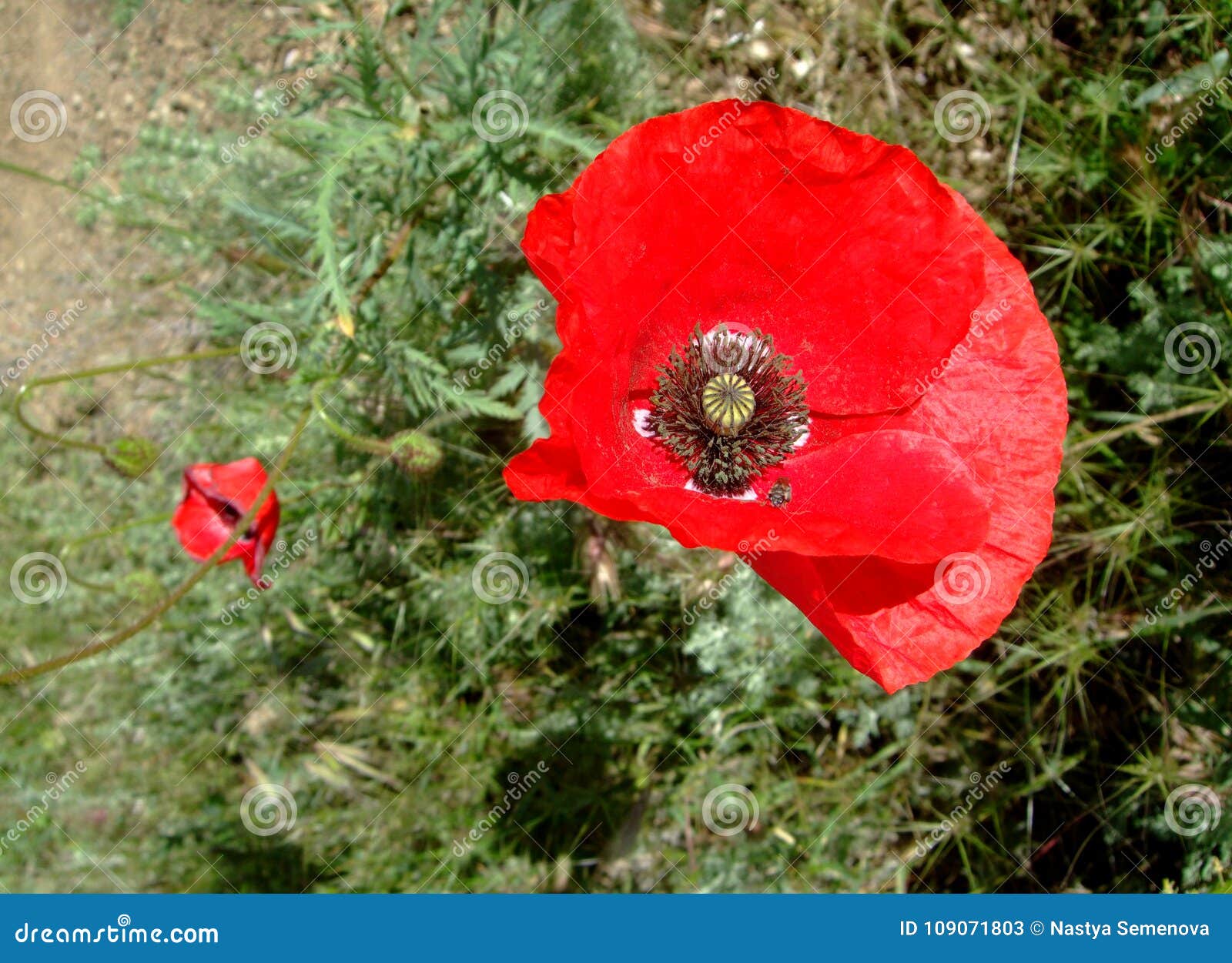Big Red of Poppy in Field in the Wind Stock Image - Image of single ...