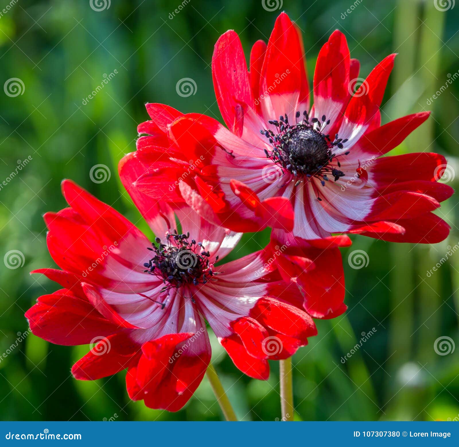 Big Red Poppys Flowers. Nature Composition. Closeup of Big Poppys ...
