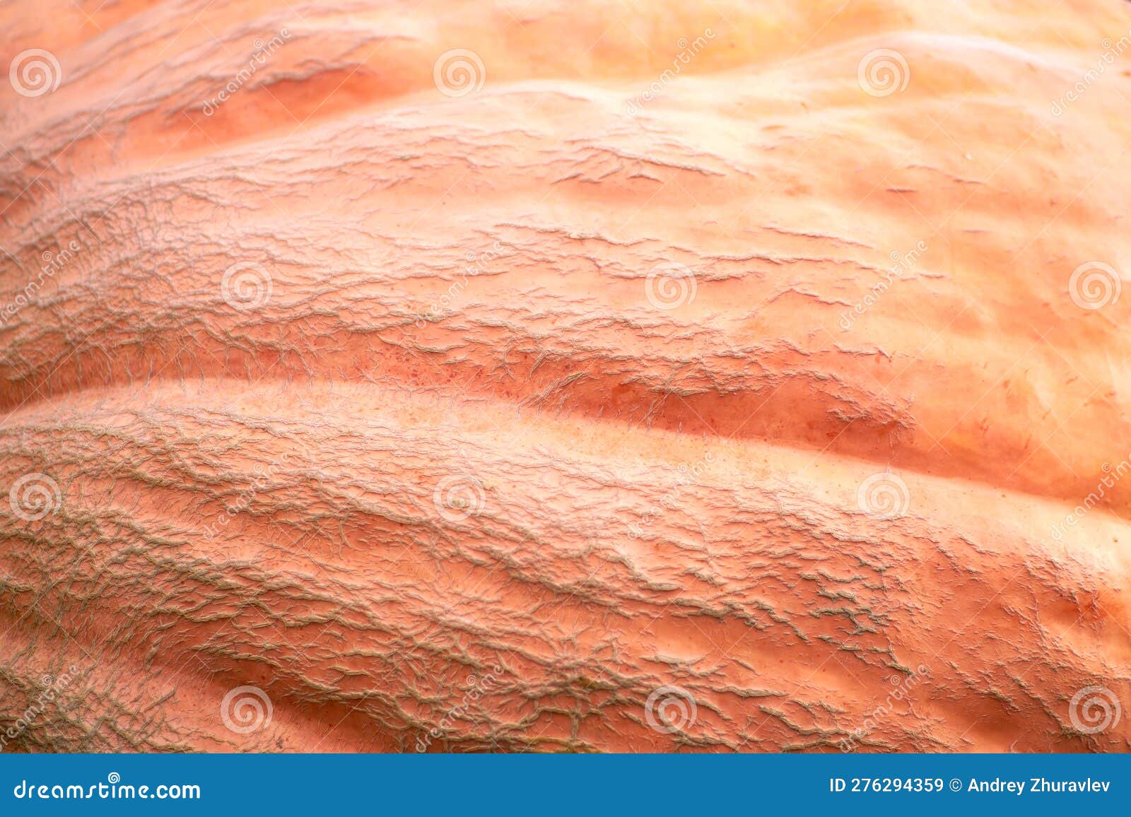 Big Red Pumpkin Background, Copy Space, Orange Giant Pumpkin Textur ...