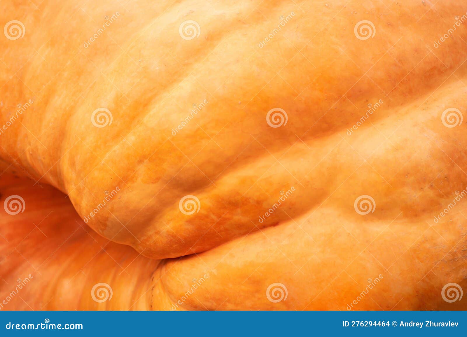 Big Red Pumpkin Background, Copy Space, Orange Giant Pumpkin Textur ...