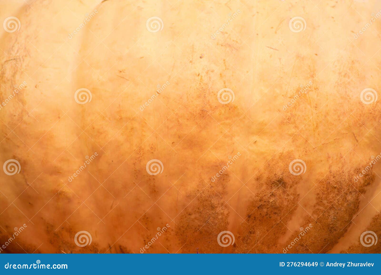 Big Red Pumpkin Background, Copy Space, Orange Giant Pumpkin Textur ...