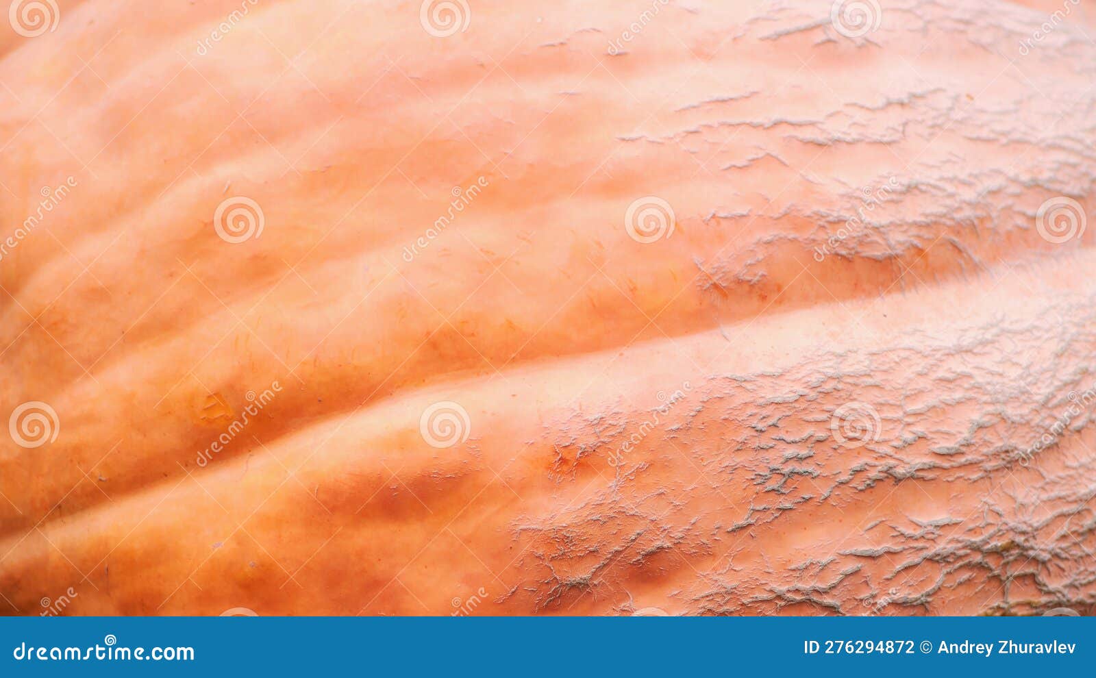 Big Red Pumpkin Background, Copy Space, Orange Giant Pumpkin Textur ...