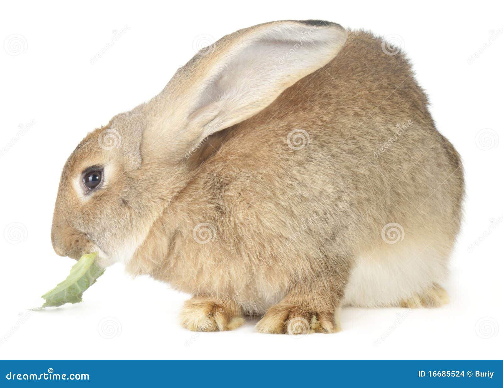 Big red rabbit stock photo. Image of eared, cute, studio - 16685524