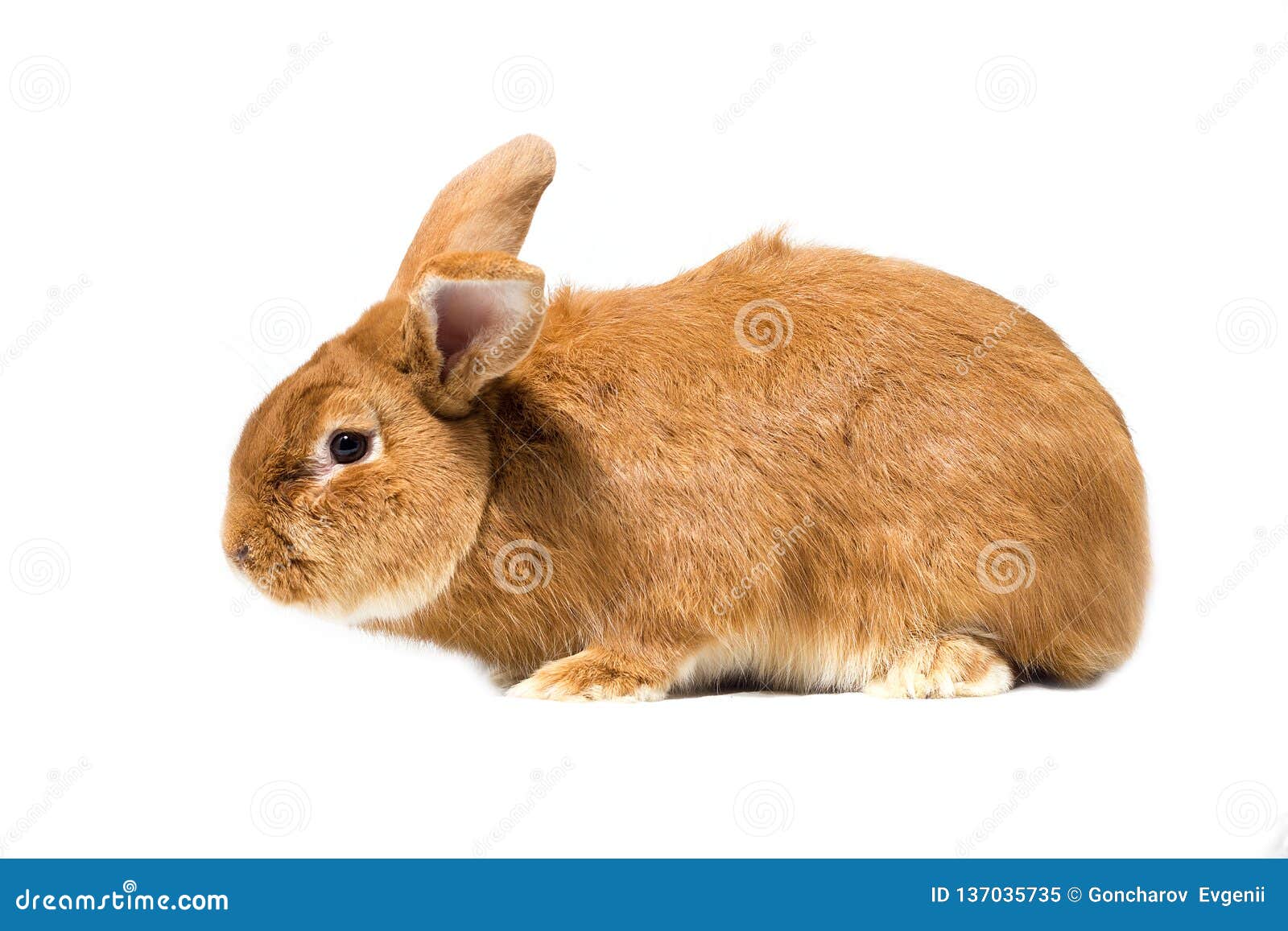 Big red rabbit, isolate stock image. Image of pets, mammal - 137035735
