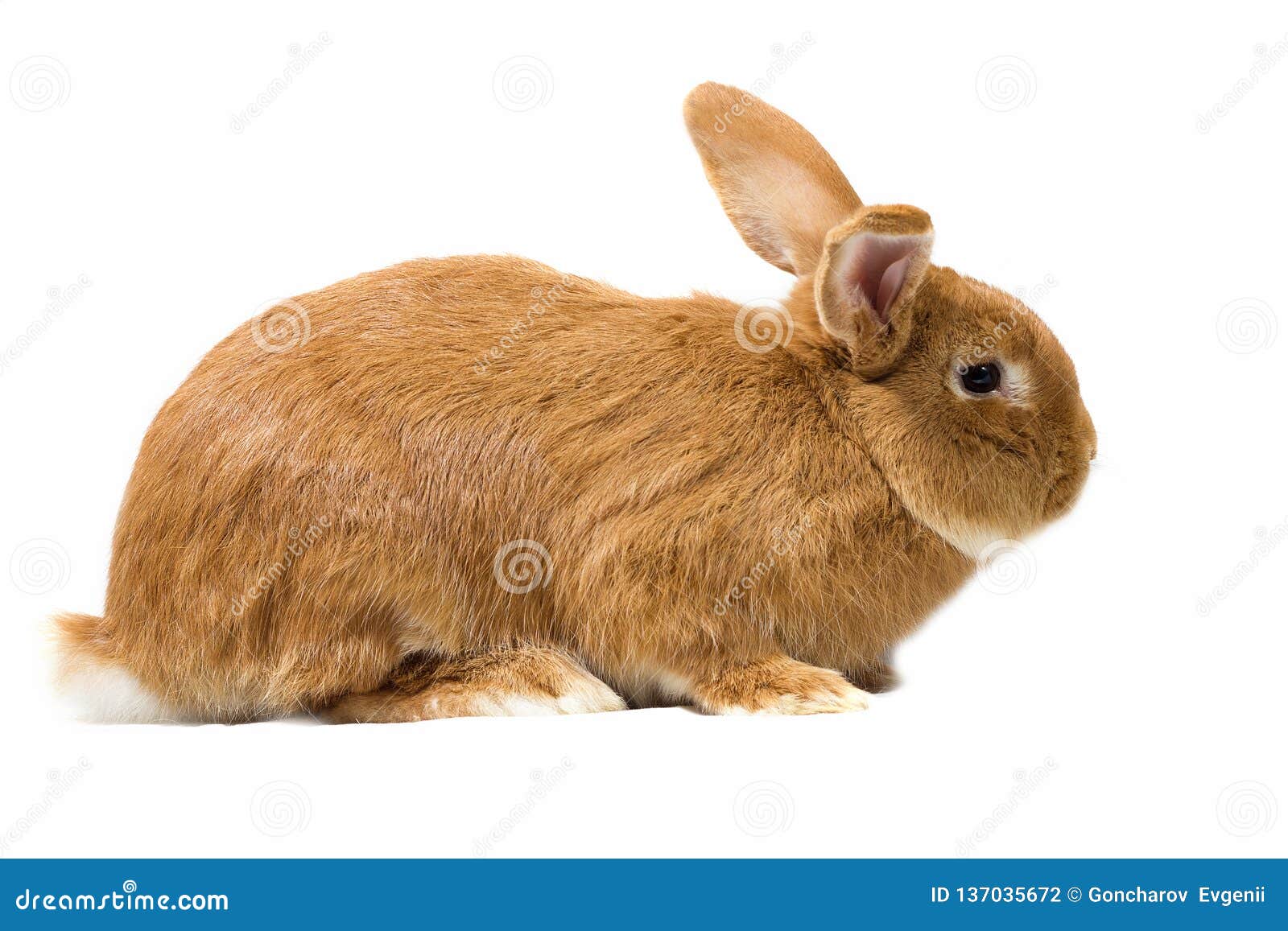 Big red rabbit, isolate stock photo. Image of easter - 137035672