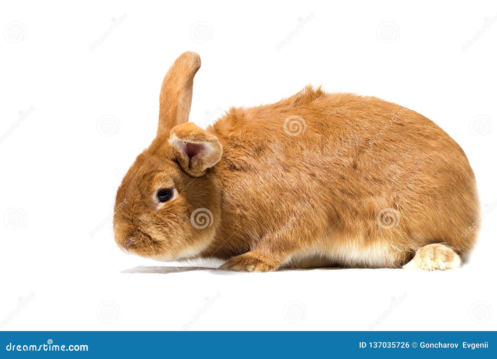 Big red rabbit, isolate stock photo. Image of isolated - 137035726
