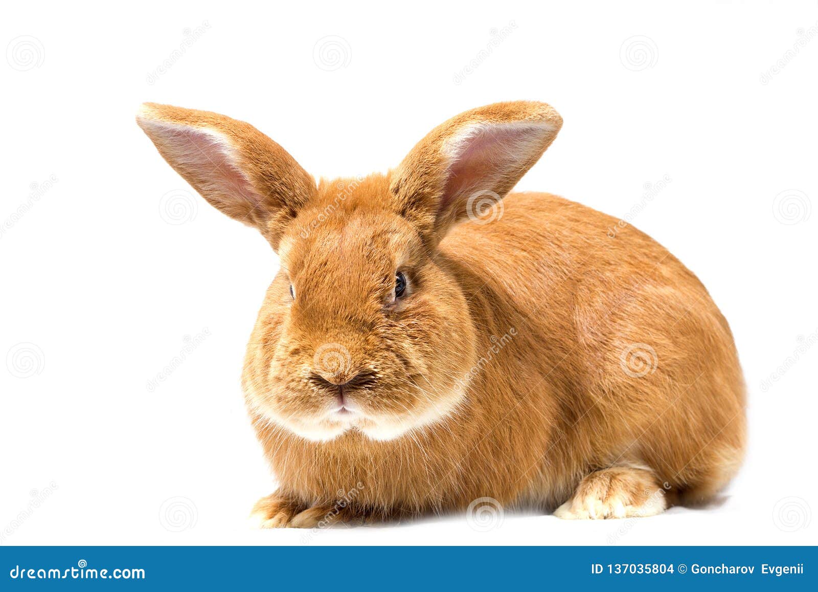 Big red rabbit, isolate stock photo. Image of adorable - 137035804
