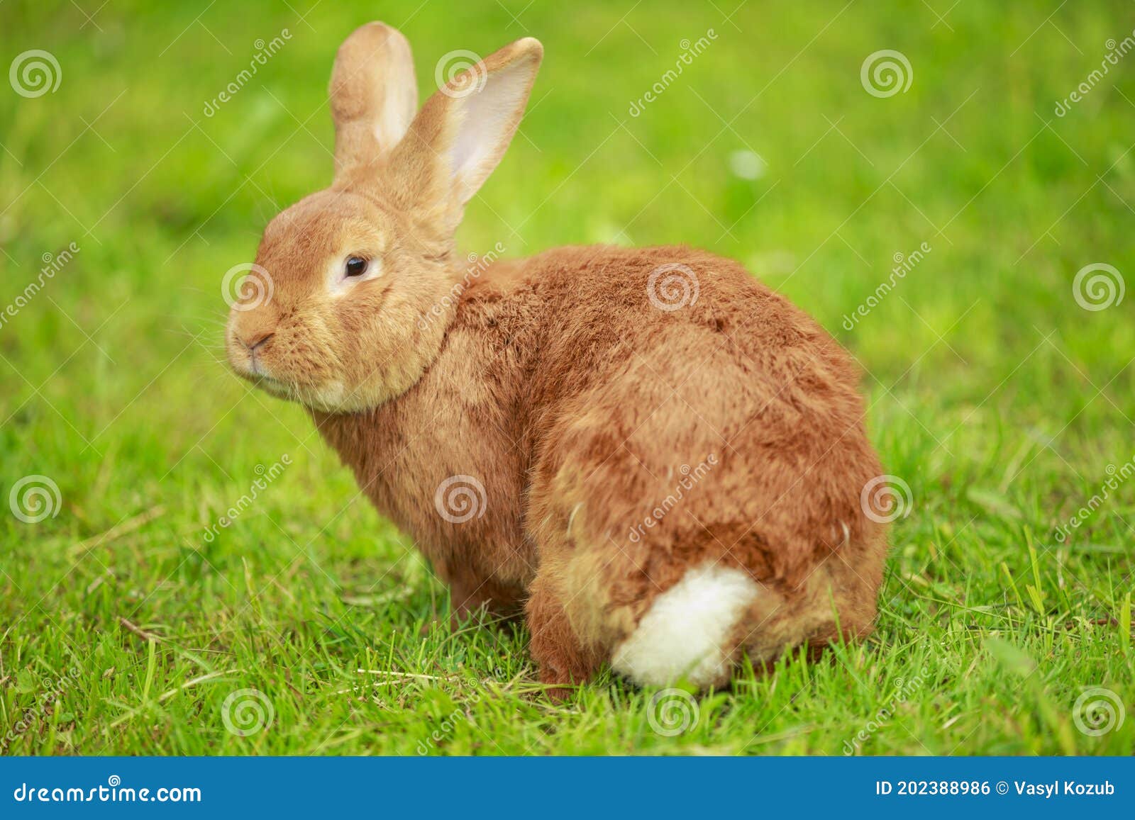Big red rabbit stock photo. Image of animal, greens - 202388986