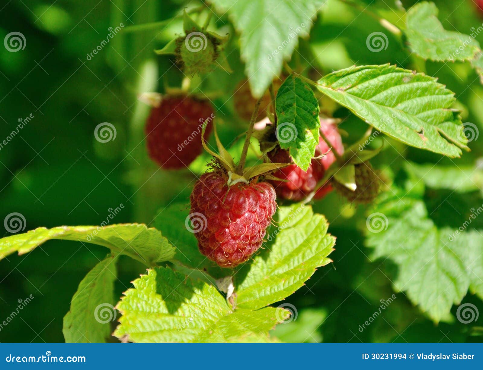 Raspberry on a Cane in Sunlight Stock Photo - Image of plant, close ...