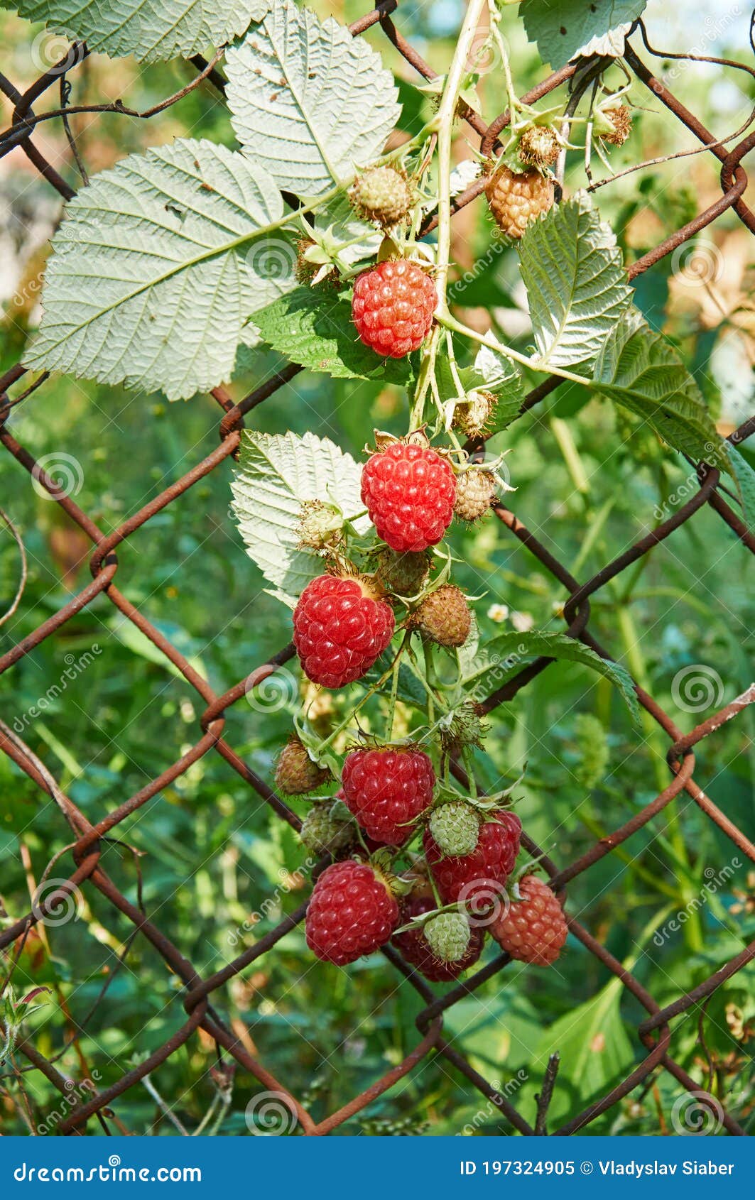 Big Red Ripe Raspberries on a Netting Stock Image - Image of iron, bush ...