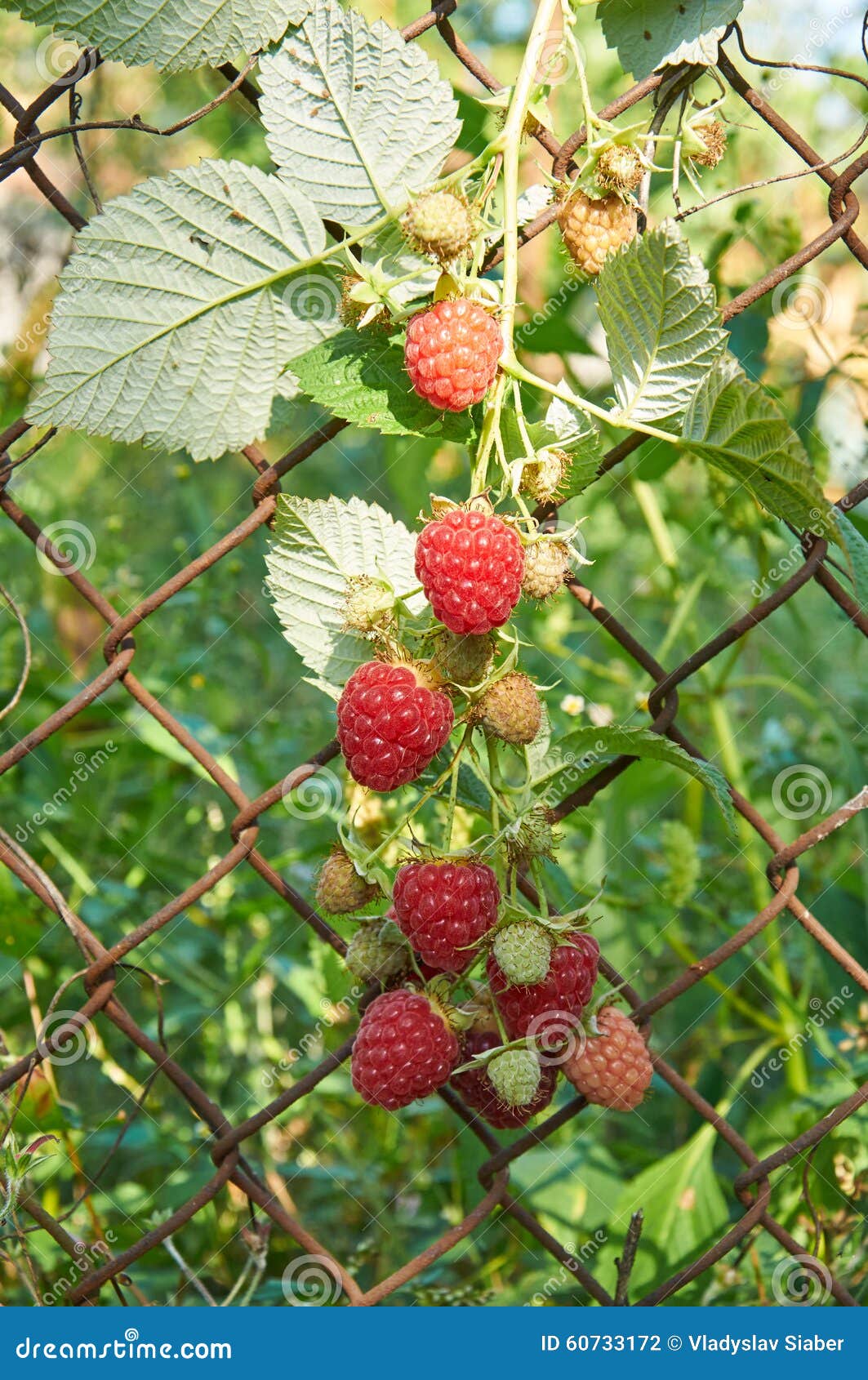 Big Red Ripe Raspberries on a Netting Stock Photo - Image of ripe ...