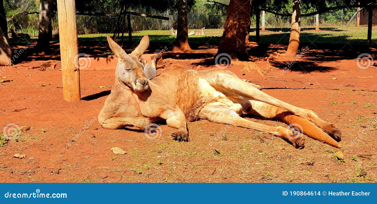 Big Red Roo stock photo. Image of rufus, queensland - 190864614