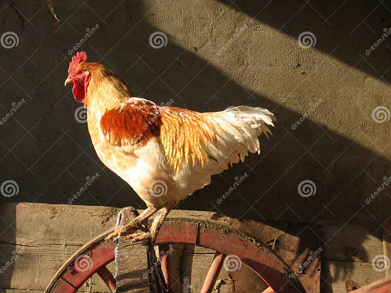 Big Red Rooster stock photo. Image of farm, rooster, fowl - 6501724
