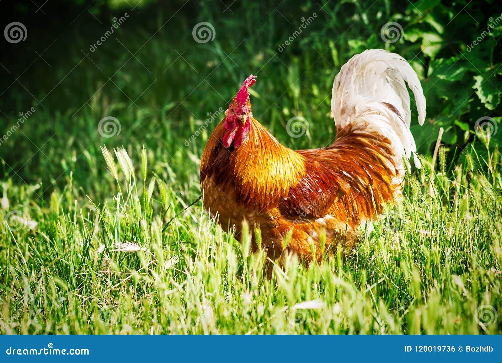 Big Red Rooster on a Free-range Farm Stock Photo - Image of livestock ...