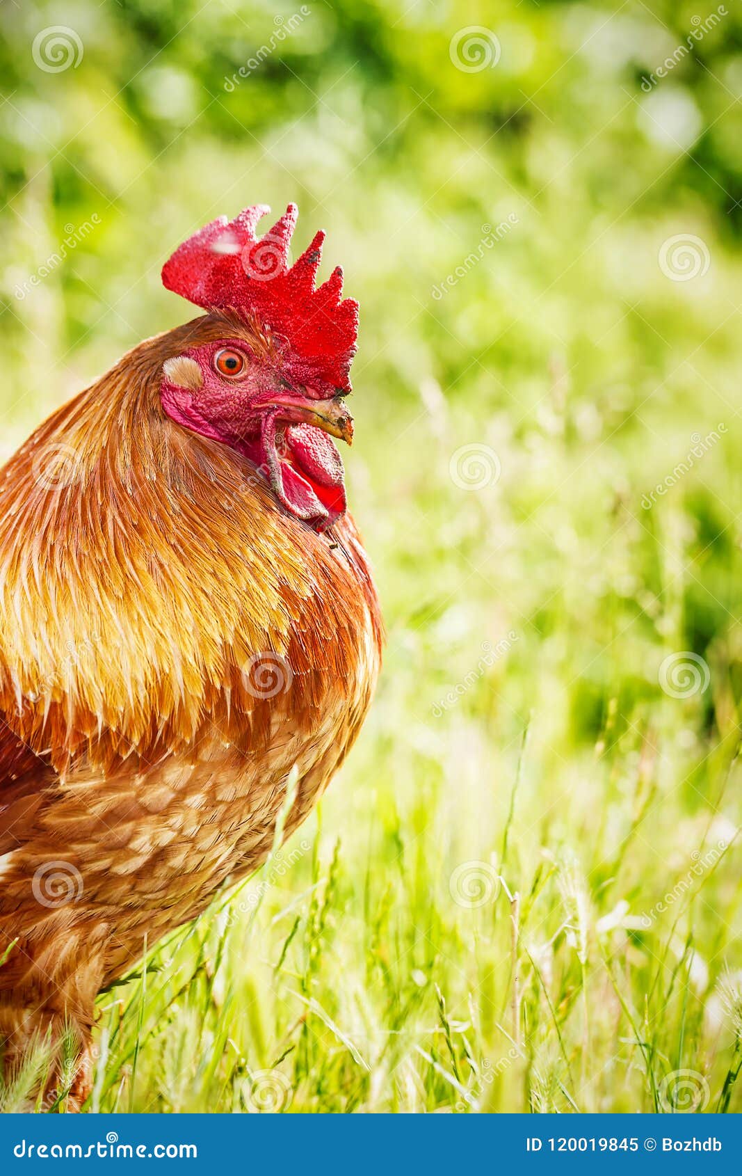 Big Red Rooster on a Free-range Farm Stock Image - Image of grass, beak ...