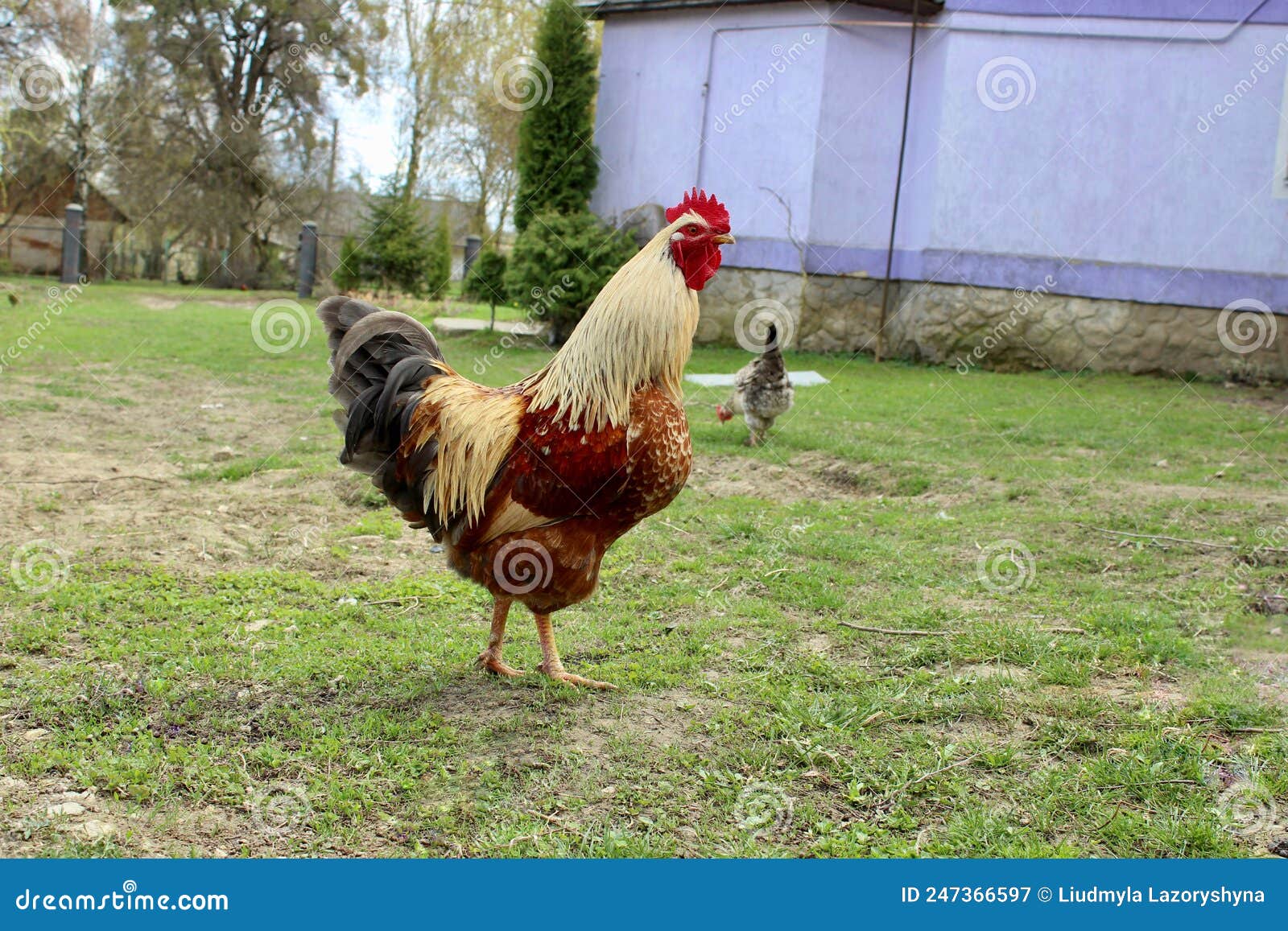 A Big Red Rooster Walks Proudly Around the Yard Stock Image - Image of ...