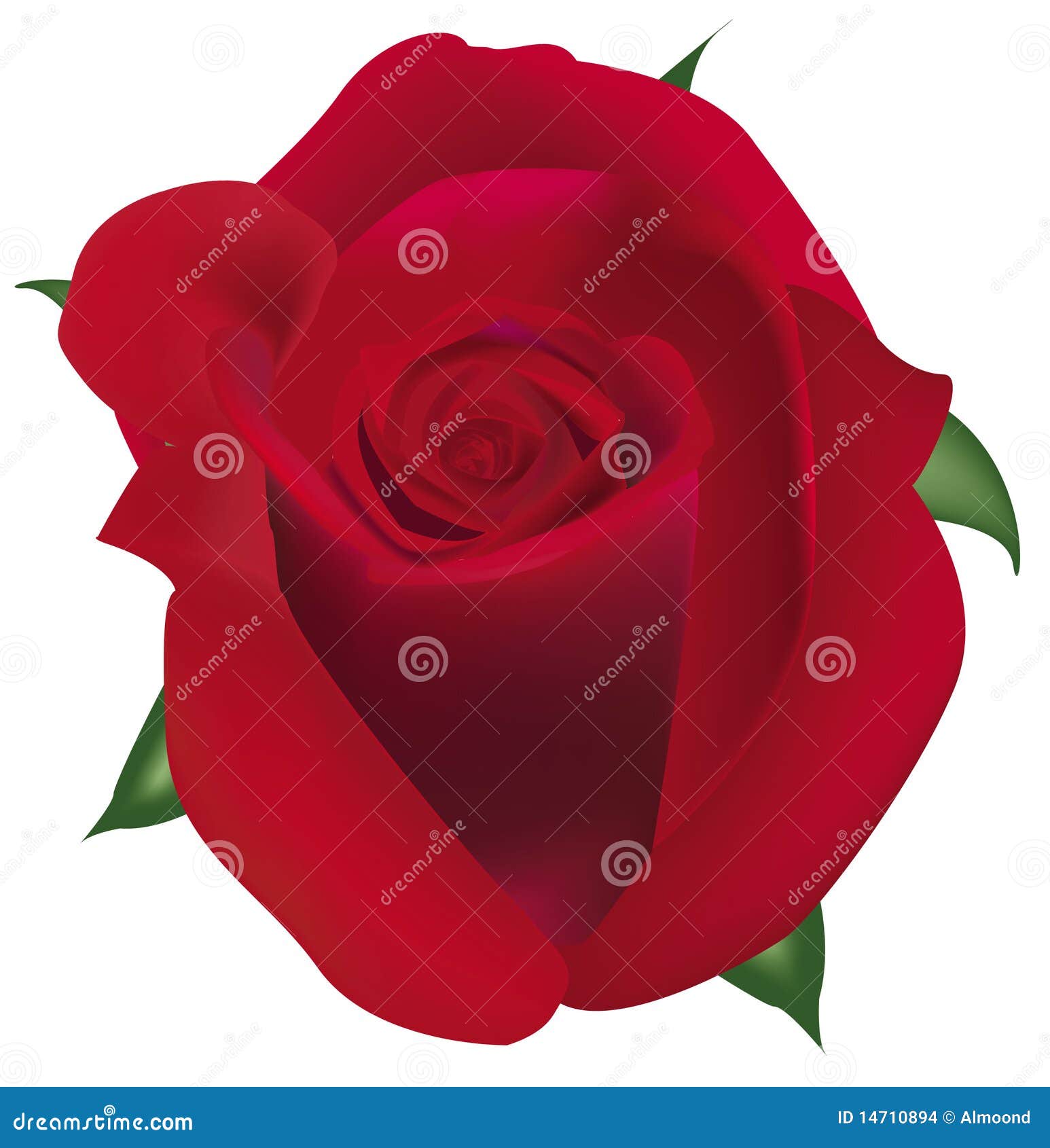 Big red rose. stock vector. Illustration of fresh, luxury - 14710894