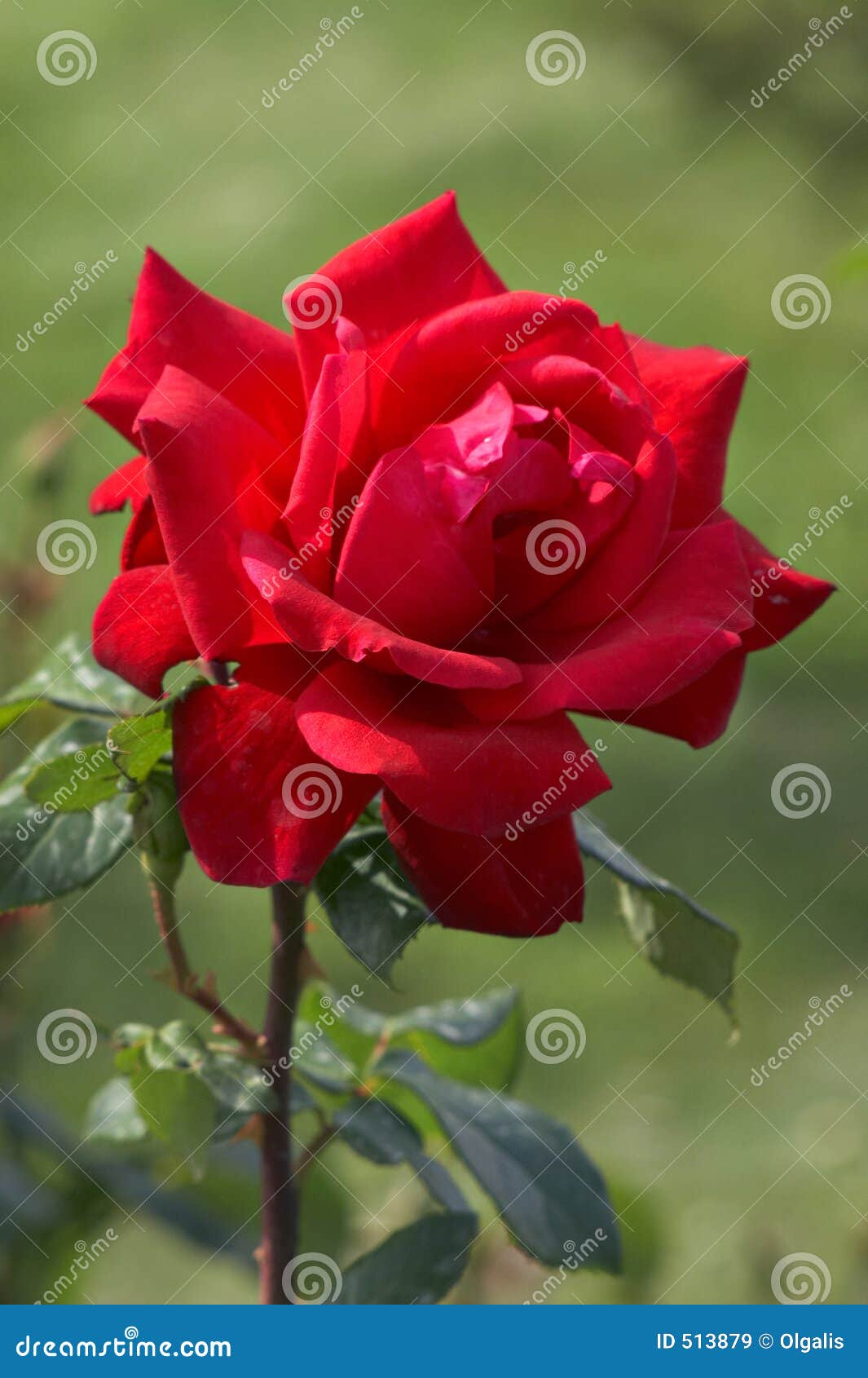 Big red rose stock image. Image of flower, drops, flowers - 513879