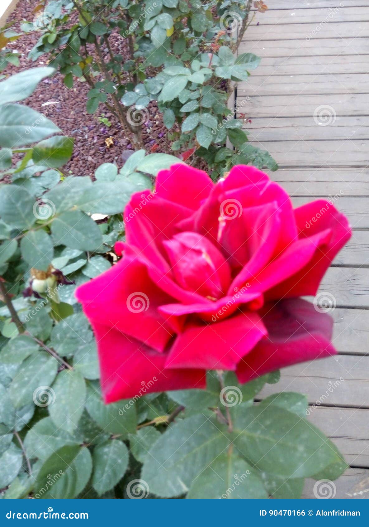 Big Red Rose stock photo. Image of rose, garden, beautiful - 90470166