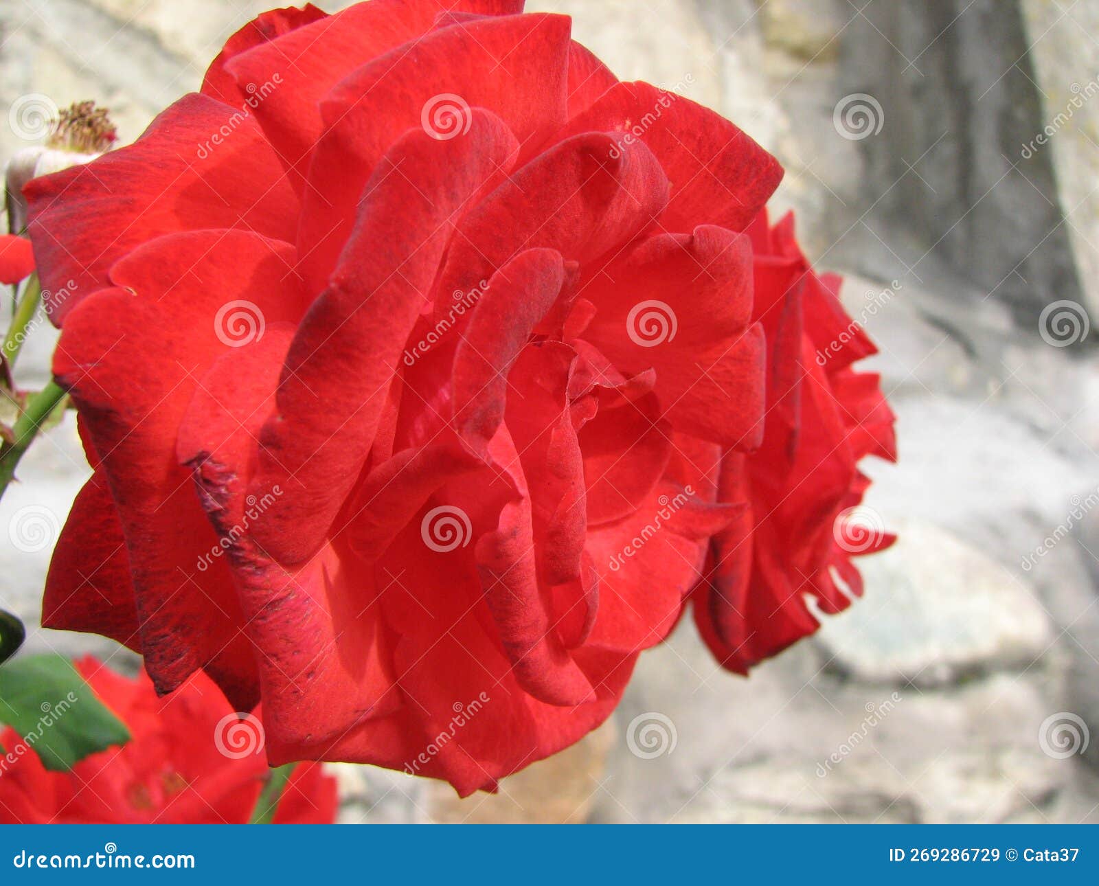 Big red rose stock image. Image of rose, plant, pink - 269286729