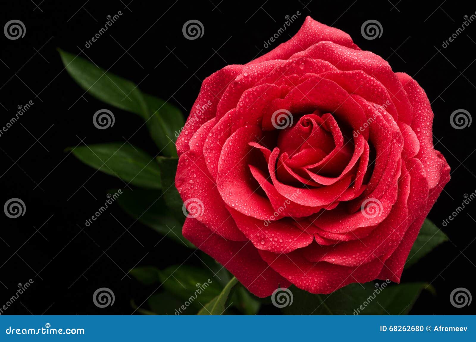 Big Red Rose on a Black Background Stock Photo - Image of black, bright ...