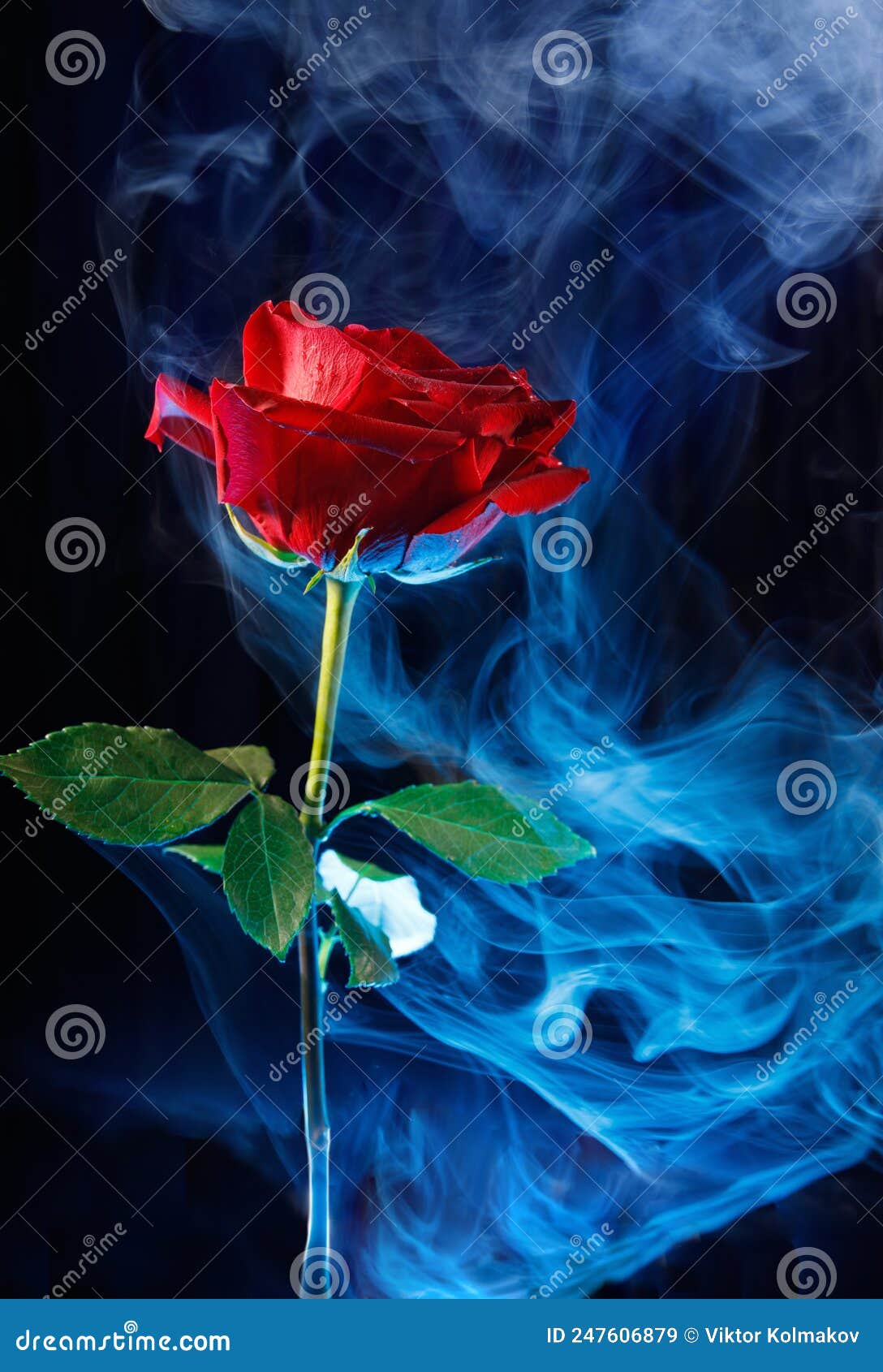 A Big Red Rose on Black . Smoke Around the Rose Stock Image - Image of ...