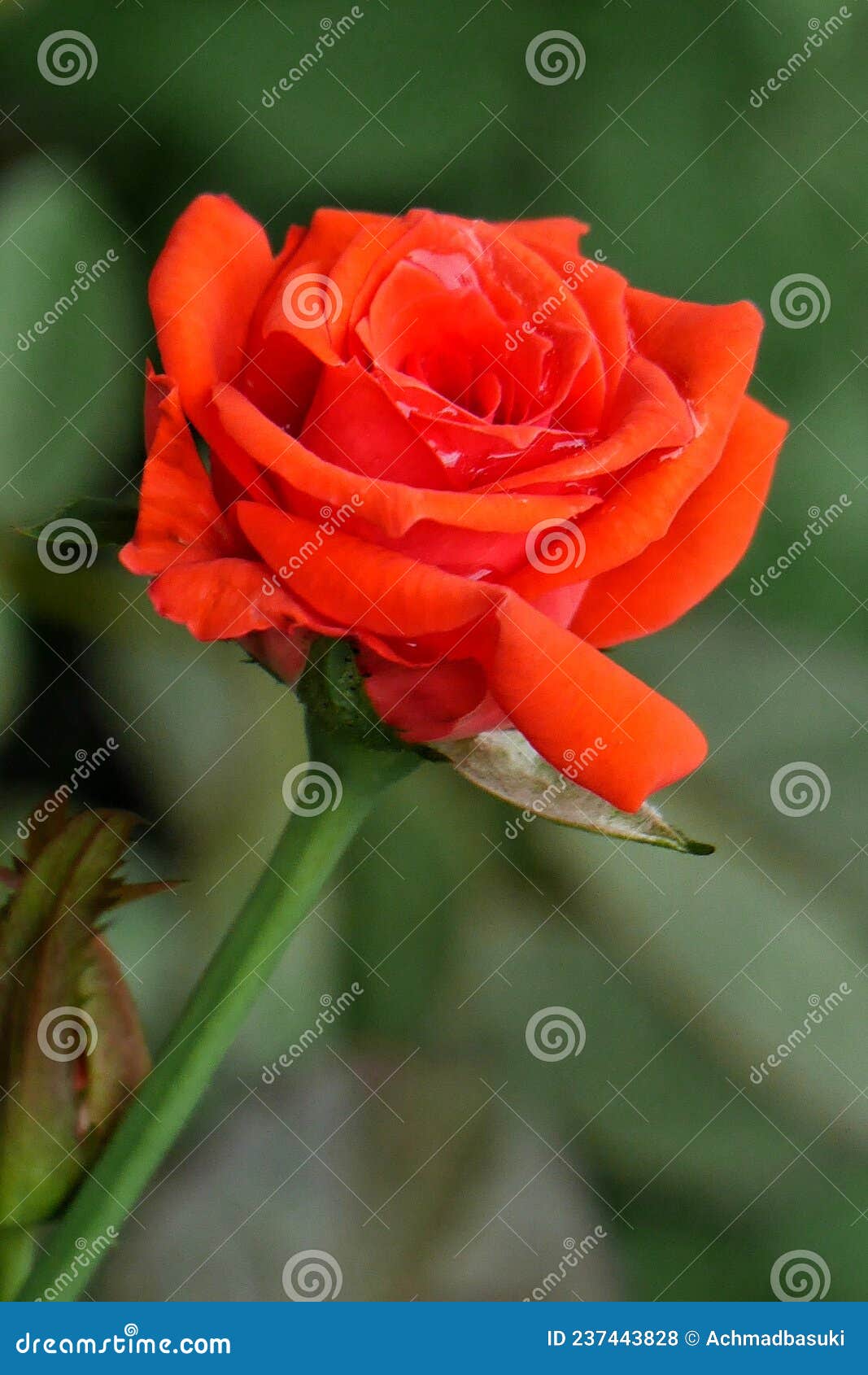 Big Red Rose Blooms stock photo. Image of beautiful - 237443828