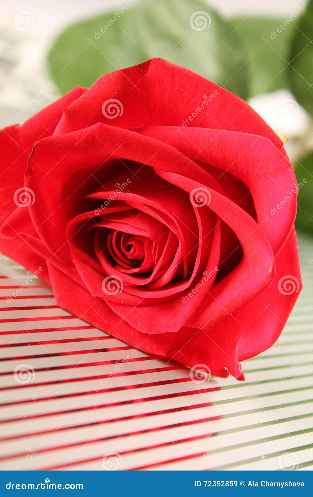 Big red rose stock image. Image of holiday, dating, happy - 72352859