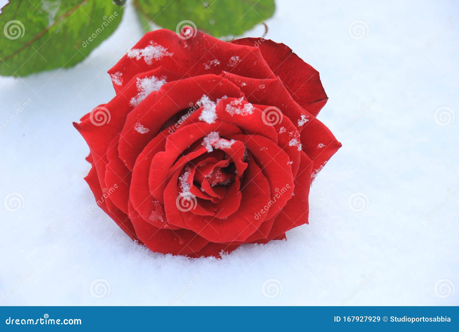 Red rose in the snow stock image. Image of flora, frost - 167927929