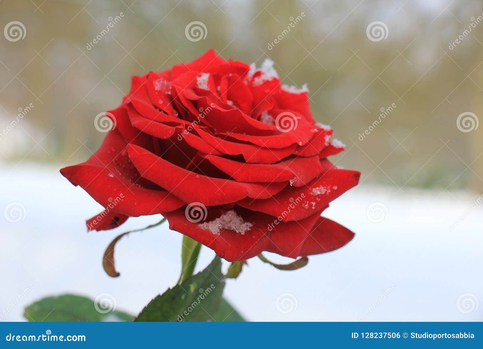 Red rose in the snow stock photo. Image of blossom, nature - 128237506