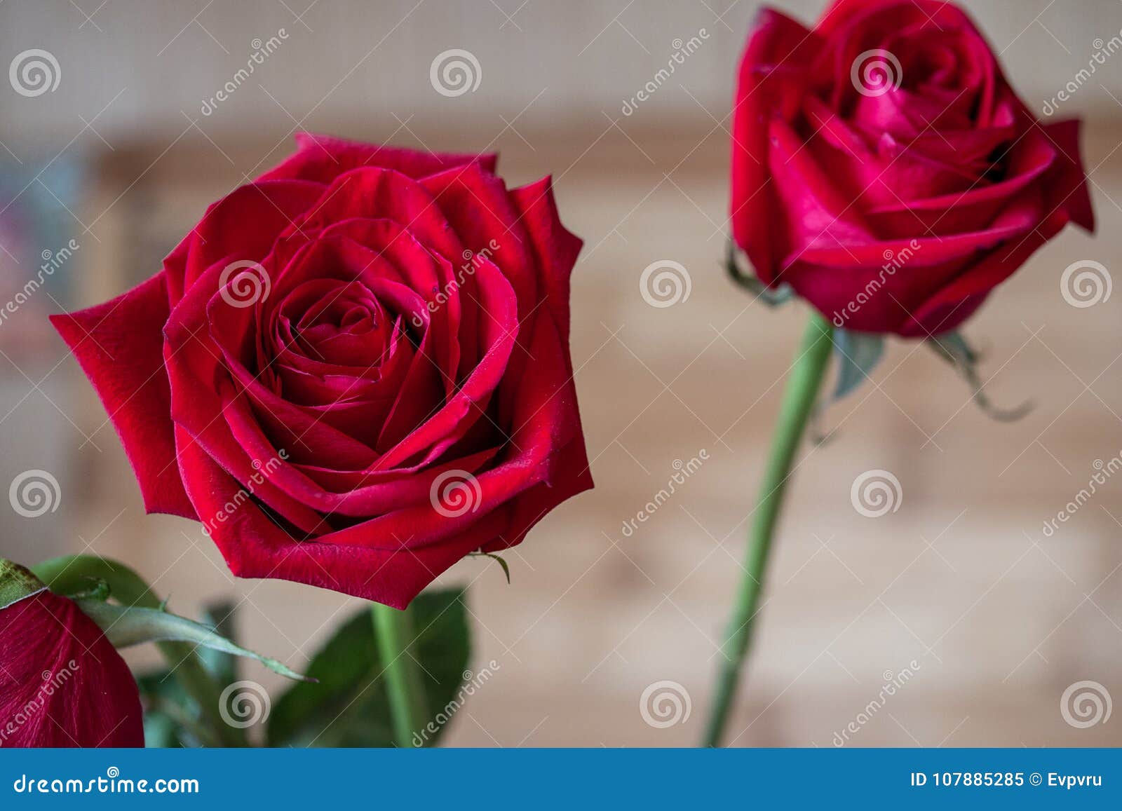 Big Red Rose Flower Closeup Stock Image - Image of symbol, single ...